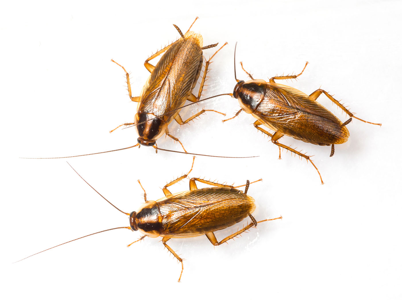 Cockroaches in Food Areas: Prevention and Control - Grupo Extermínio ...
